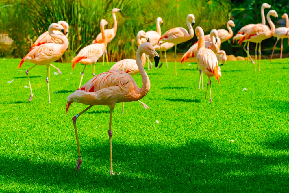 Udaipur Bird Festival – A Celebration of Wings and Nature!